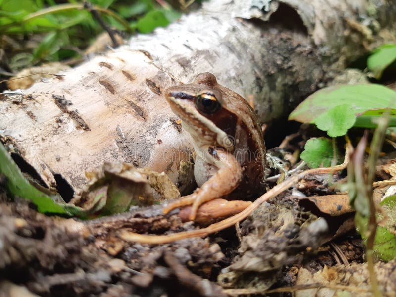 Little frog on the path stock photo. Image of walking - 243839930