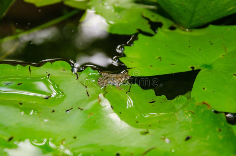 Little Frog on Lotus Leaf in Natural Pond. Stock Photo - Image of ...