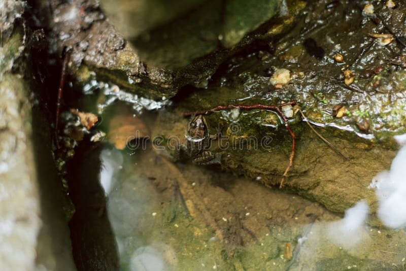 Little Frog in the Pond. a Frog is Sitting at a Cold Spring Stock Photo ...