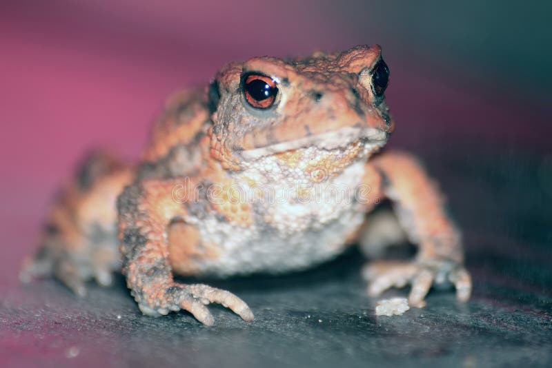 Little Frog Sitting in Front of the Camera Stock Image - Image of ...