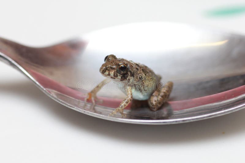 Little Frog in a Silver Spoon. Stock Image - Image of macro, little ...