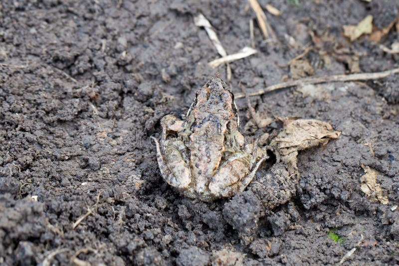 Little Frog Sitting on the Ground Stock Image - Image of fauna, nature ...