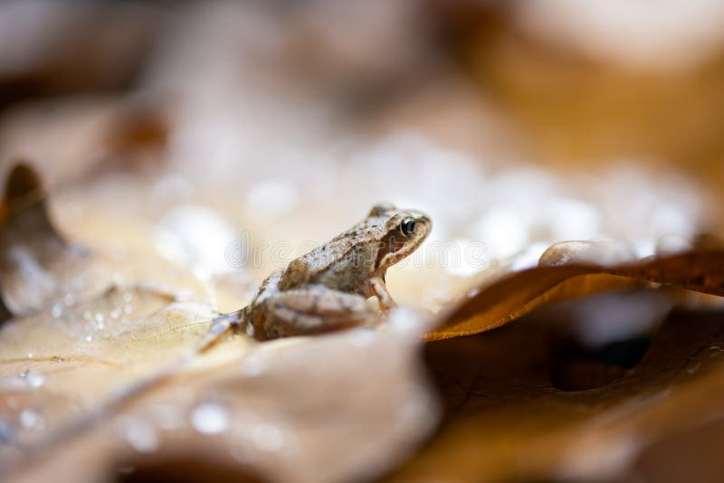 Little Frog Sitting in Orange Autumn Leaf Stock Image - Image of fall ...