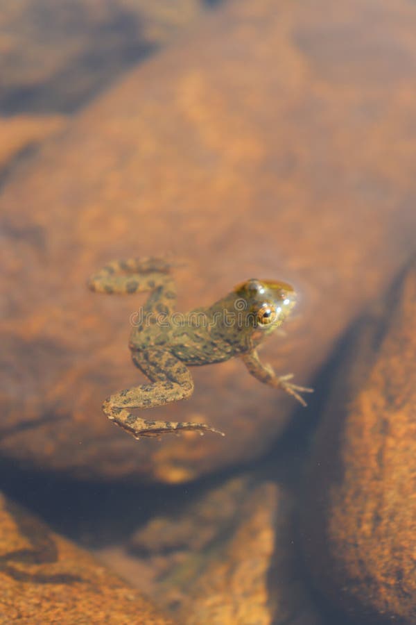 Little Water Frog stock image. Image of macro, clumsy - 12619937