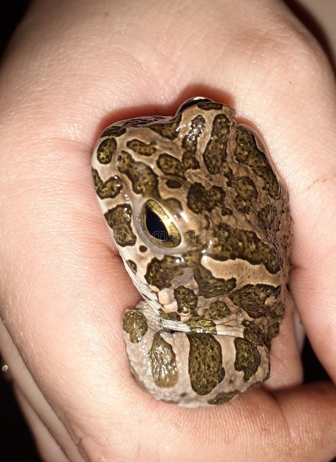 A Little Froggie, Its really Cute Stock Photo - Image of cuuute, frog ...