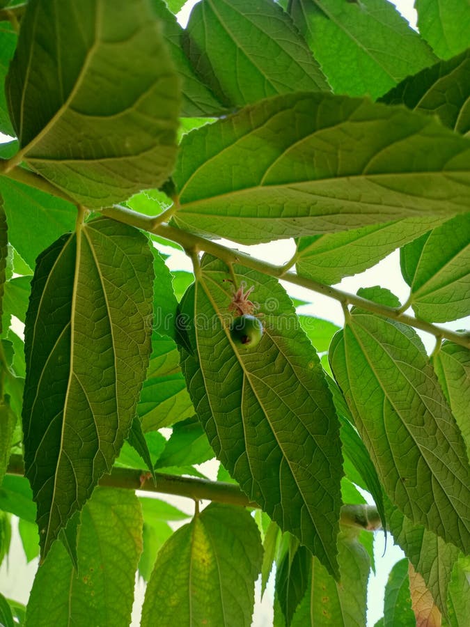 Kersen Fruit Stock Photos - Free & Royalty-Free Stock Photos from ...