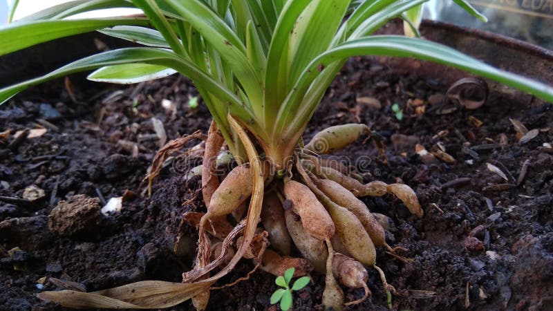 The Little Fruit that S on the Ground Stock Photo - Image of crop ...