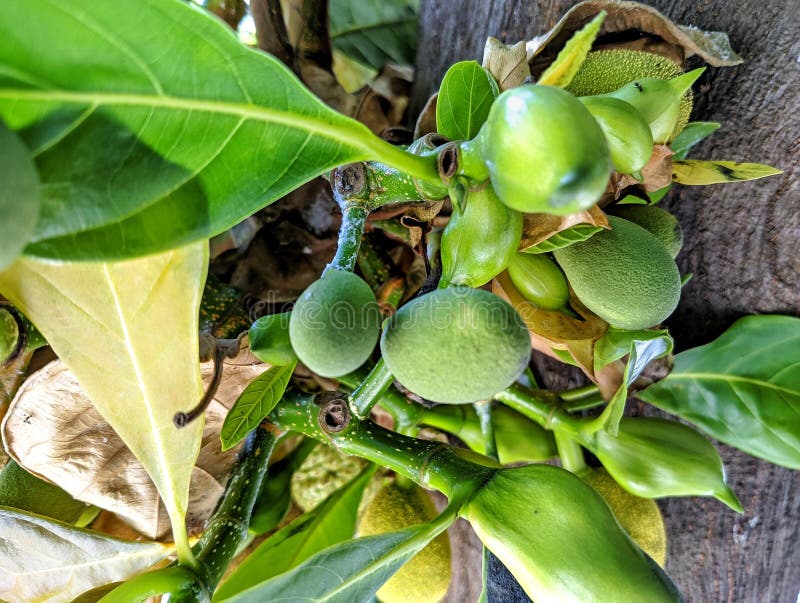 Little Fruit Saplings of Jack Fruit Hanging on Tree Stock Photo - Image ...
