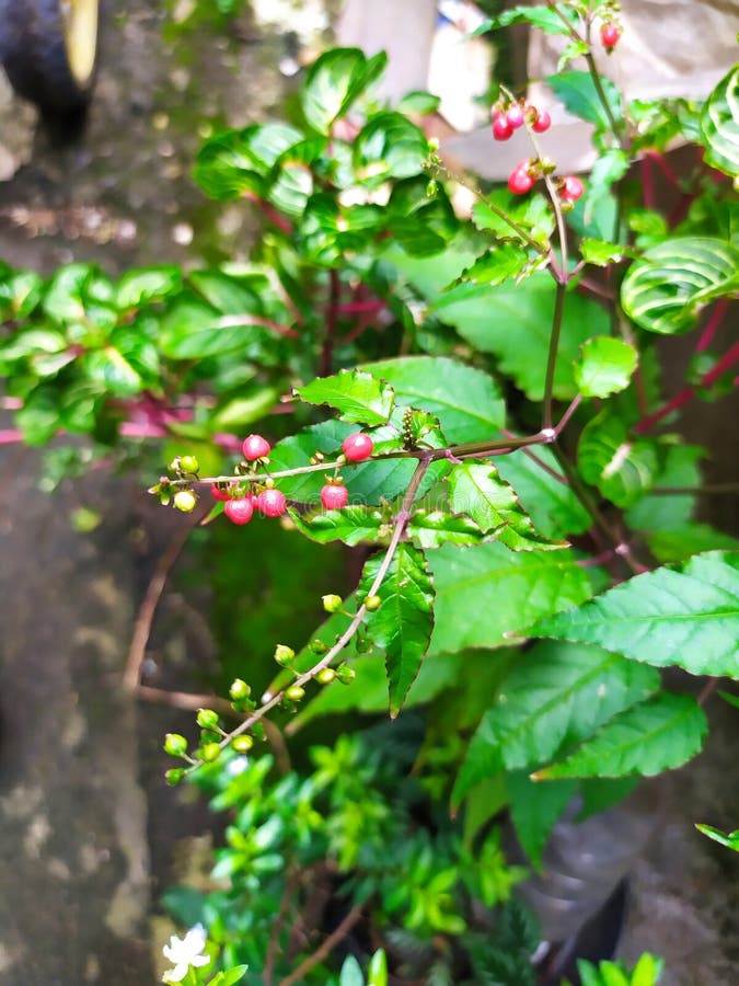 Little Fruit in Small Tree and Green Leaft Stock Photo - Image of green ...