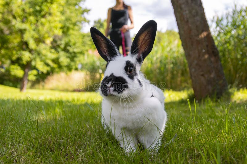 Little Funny Black and White Rabbit on a Leash Walks in the Garden ...