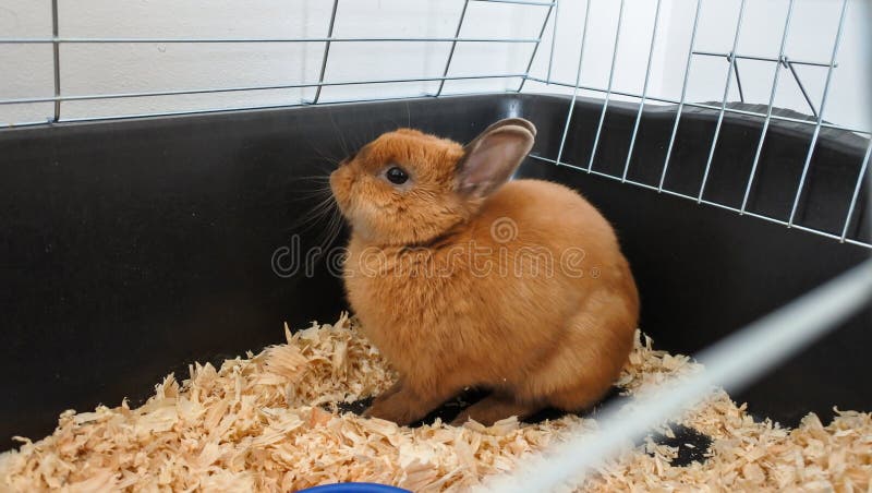 Little Funny Brown Rabbit Close-up in the Cage Stock Photo - Image of ...