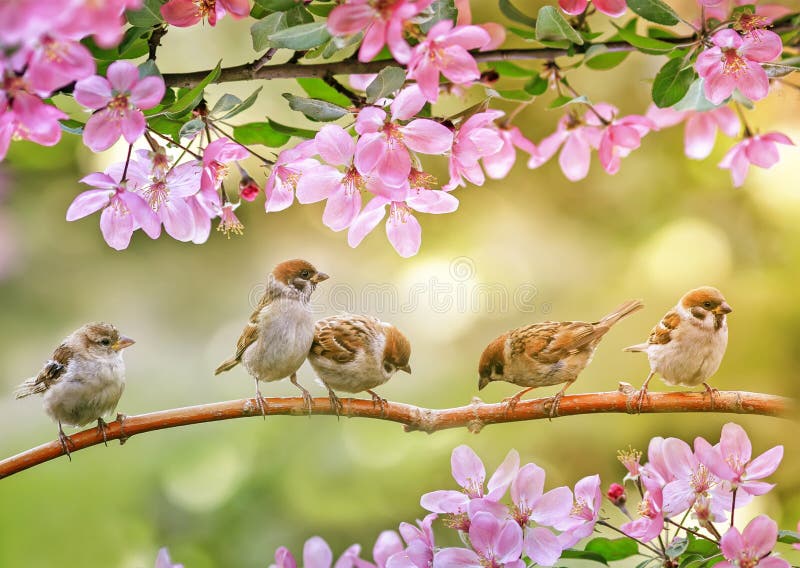 Sparrows in the spring stock image. Image of animals - 87294669