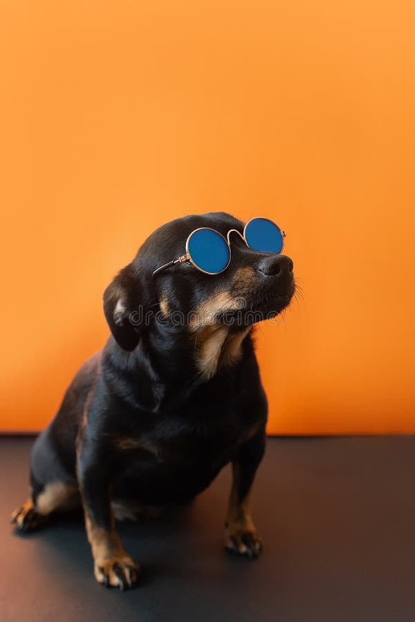 Little Funny Dog with Glasses Stock Image - Image of little, chihuahua ...