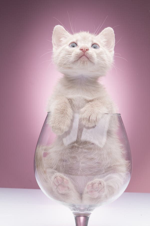 Funny Kitten Fill the Frame Photography Stock Image - Image of cozy ...