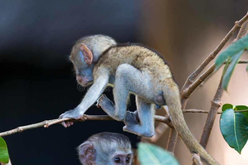 A Little Funny Monkey is Playing on the Floor or on the Tree Stock ...