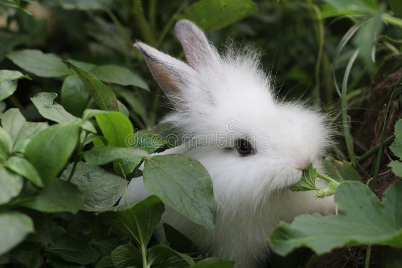 Little Funny Rabbit Eating Grass in the Garden Stock Image - Image of ...