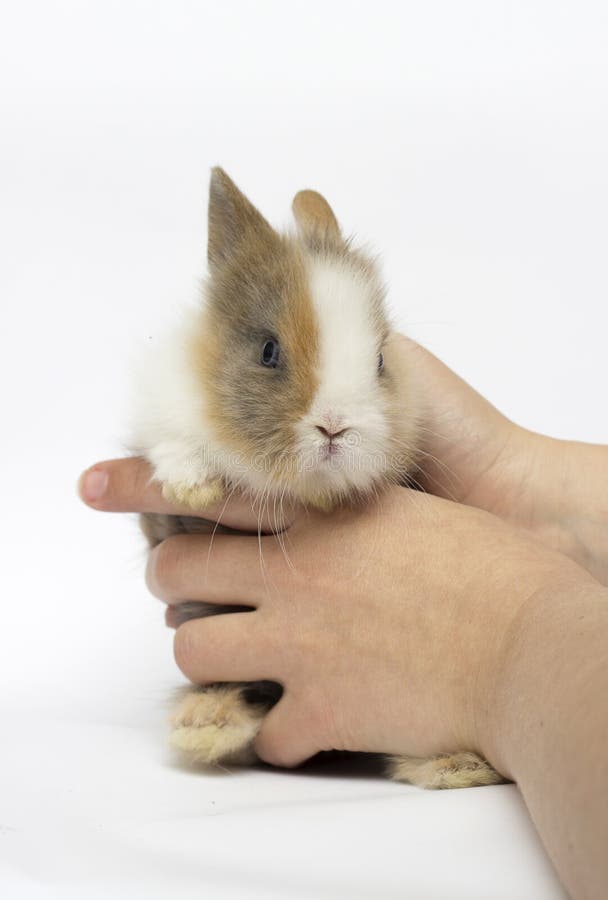 The Funny Rabbit is Standing Stock Image - Image of breed, legs: 146556113