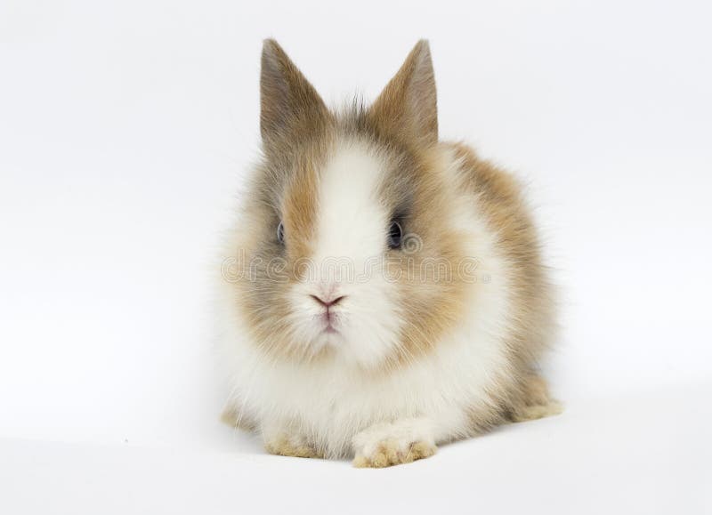 Funny little girl stock photo. Image of expression, child - 53133926