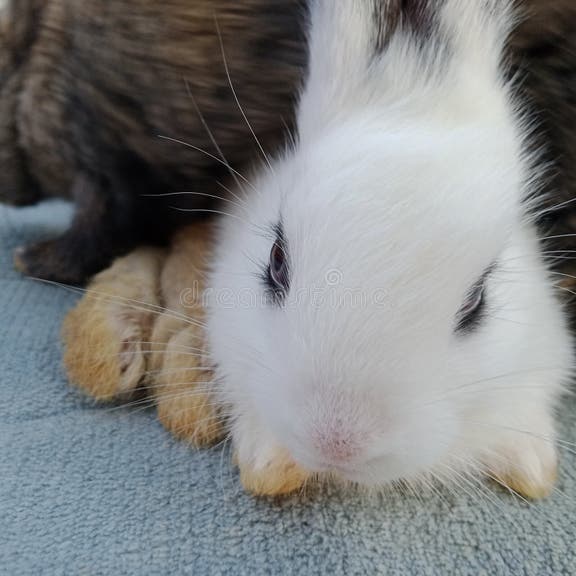 Little funny white rabbit stock image. Image of funny - 211818939