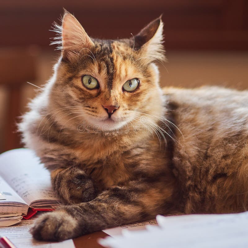 Little furry cat stock photo. Image of soft, yellow - 129752798