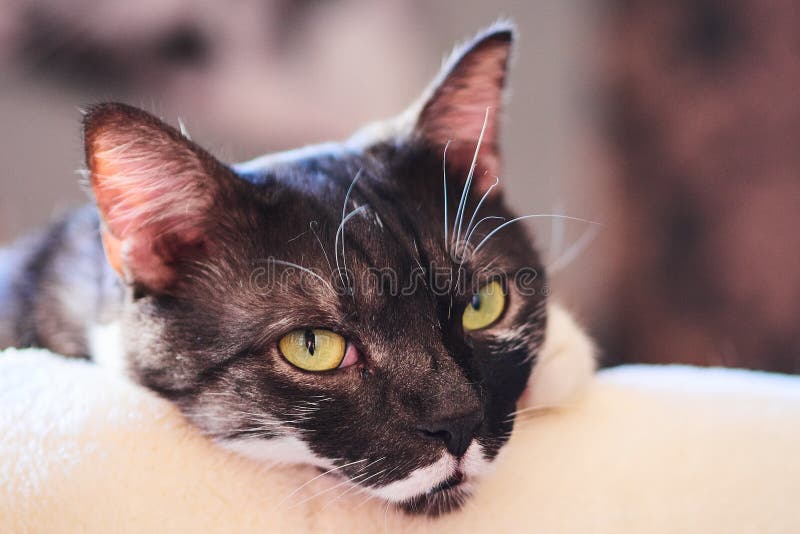 Little furry cats stock image. Image of animal, relax - 188385535