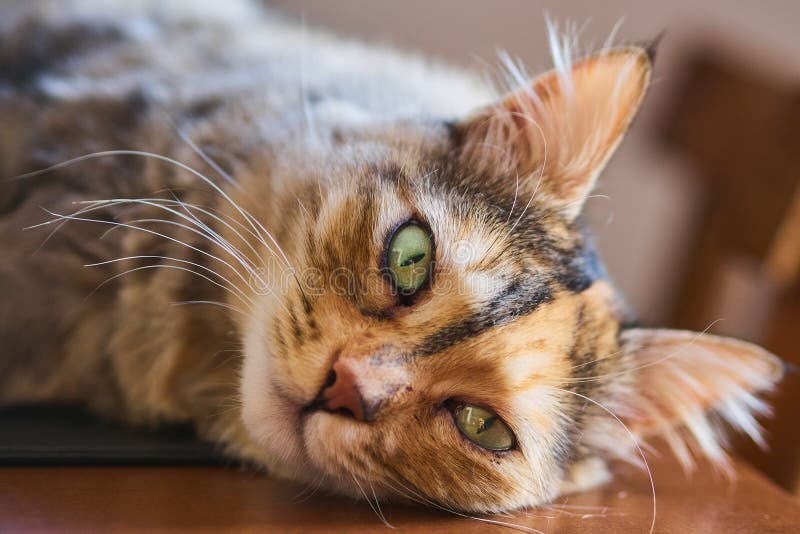 Little furry cats stock image. Image of animal, relax - 188385535