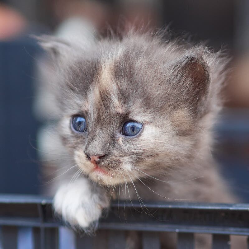Little furry cats stock image. Image of tail, laying - 188385503