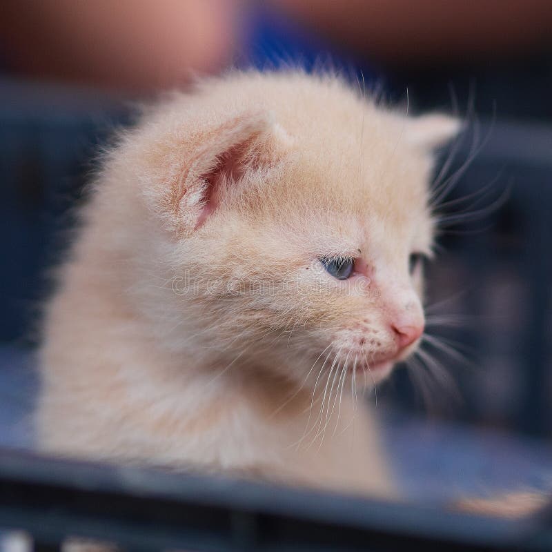 Little furry cats stock photo. Image of animal, head - 188385510