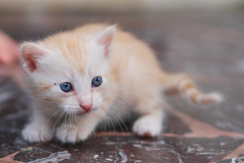 Little furry cats stock image. Image of animal, relax - 188385535