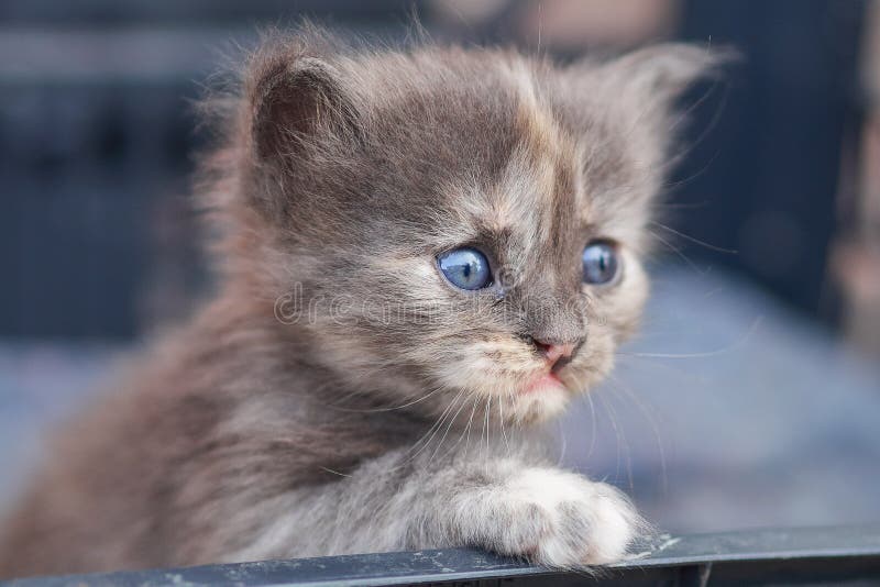 Little furry cats stock photo. Image of tail, cats, furry - 188385536