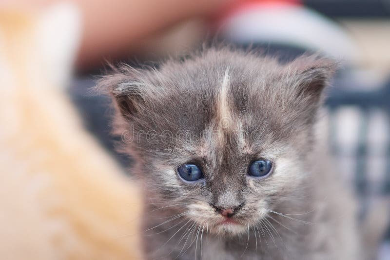 Little furry cats stock image. Image of tail, laying - 188385503