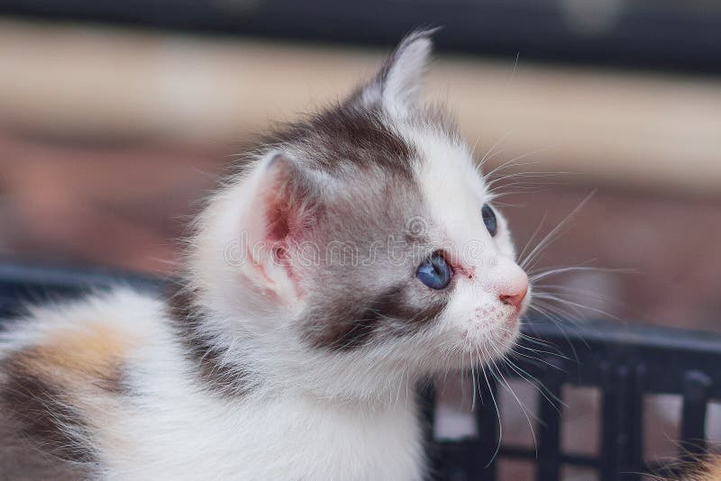Little furry cats stock photo. Image of white, family - 188385550