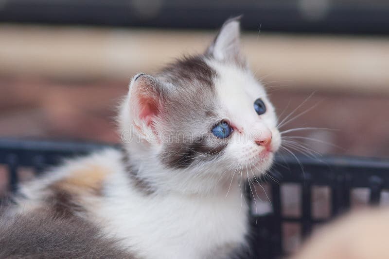 Little furry cats stock image. Image of animal, grass - 188385557