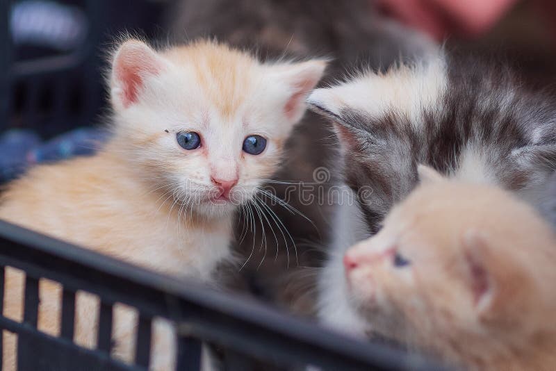 Little furry cats stock image. Image of animal, relax - 188385535