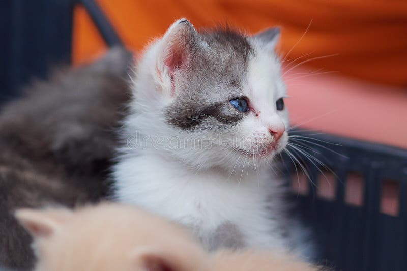 Little furry cats stock image. Image of relax, feather - 188385571