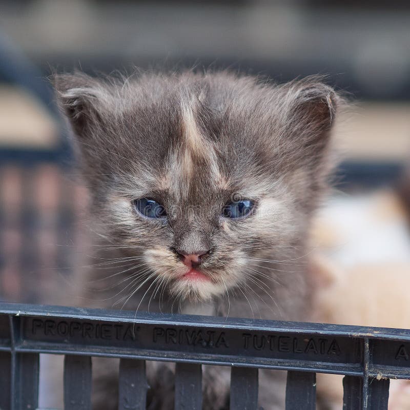 Little furry cats stock photo. Image of green, cats - 188385574