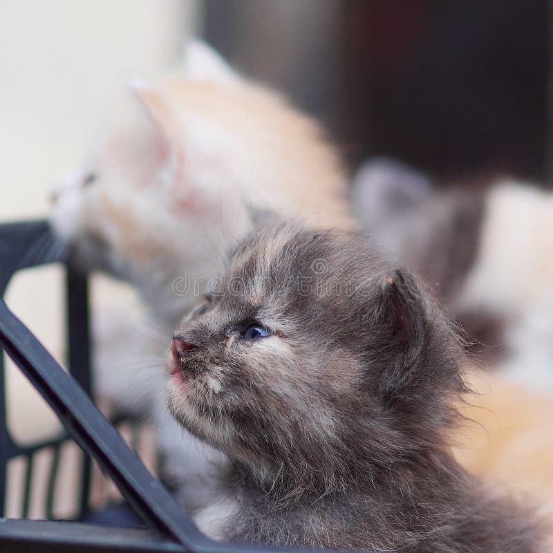 Little furry cats stock image. Image of relax, alone - 188385577