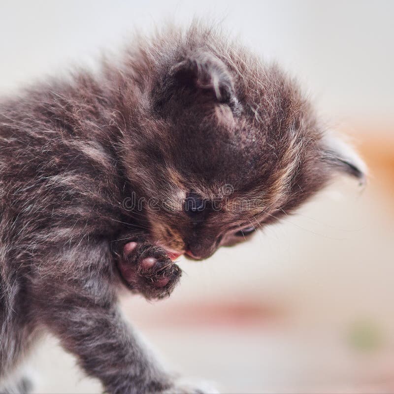 Little furry cats stock photo. Image of cushion, feather - 188385580