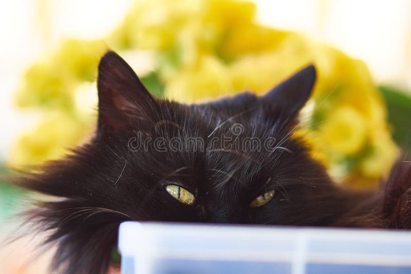 Little furry cats stock image. Image of small, grass - 188385585