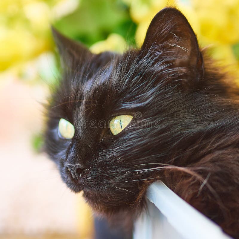 Little furry cats stock image. Image of grass, black - 188385587