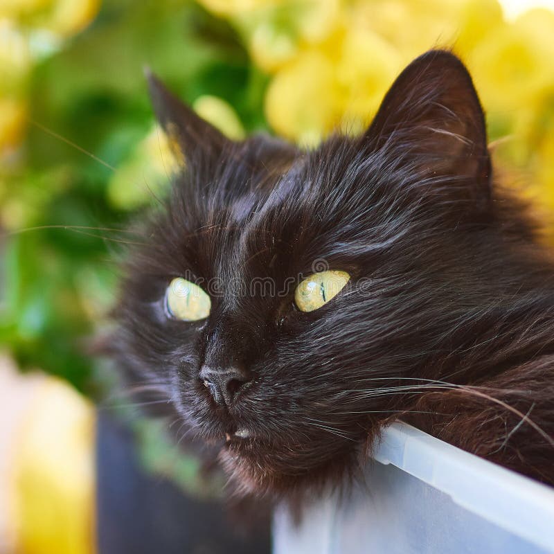 Little furry cats stock photo. Image of small, laying - 188385592