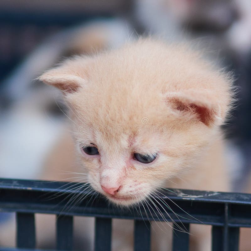 Little furry cats stock image. Image of snuggle, green - 188385597