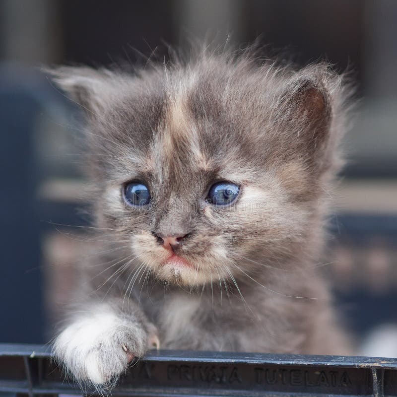 Little furry cats stock photo. Image of cuddle, tail - 188385600