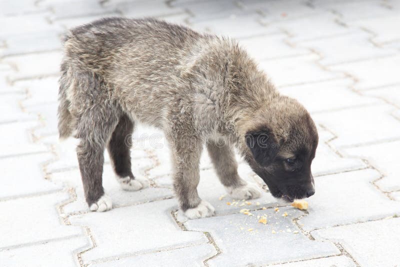 Little Furry Puppy Eating Bread Stock Photo - Image of canine, doggy ...