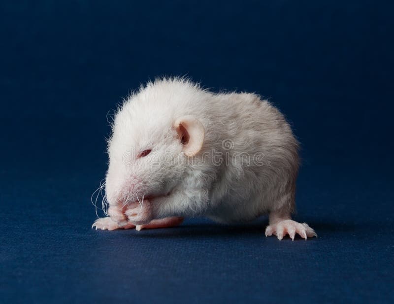 Fluffy little rat stock image. Image of hair, mouse, animal - 59125615
