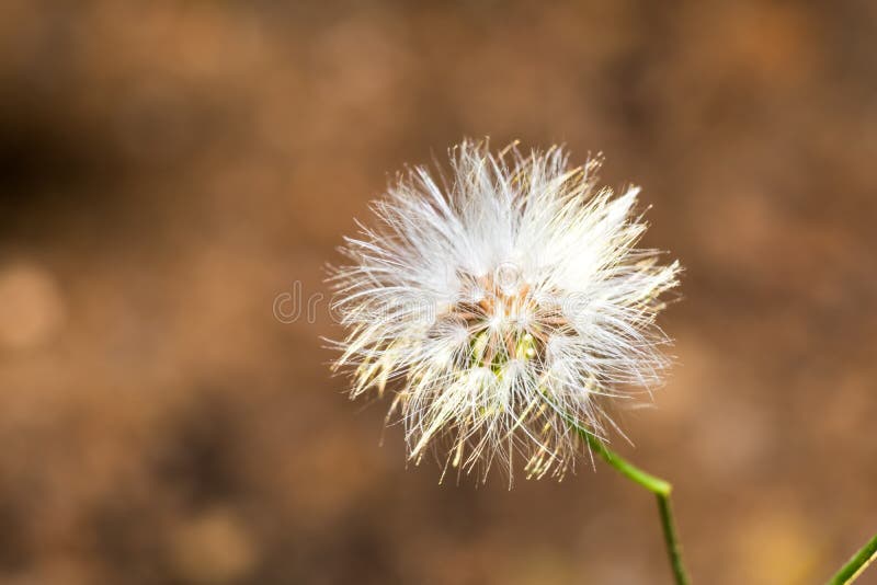 Tampopo Stock Photos - Free & Royalty-Free Stock Photos from Dreamstime