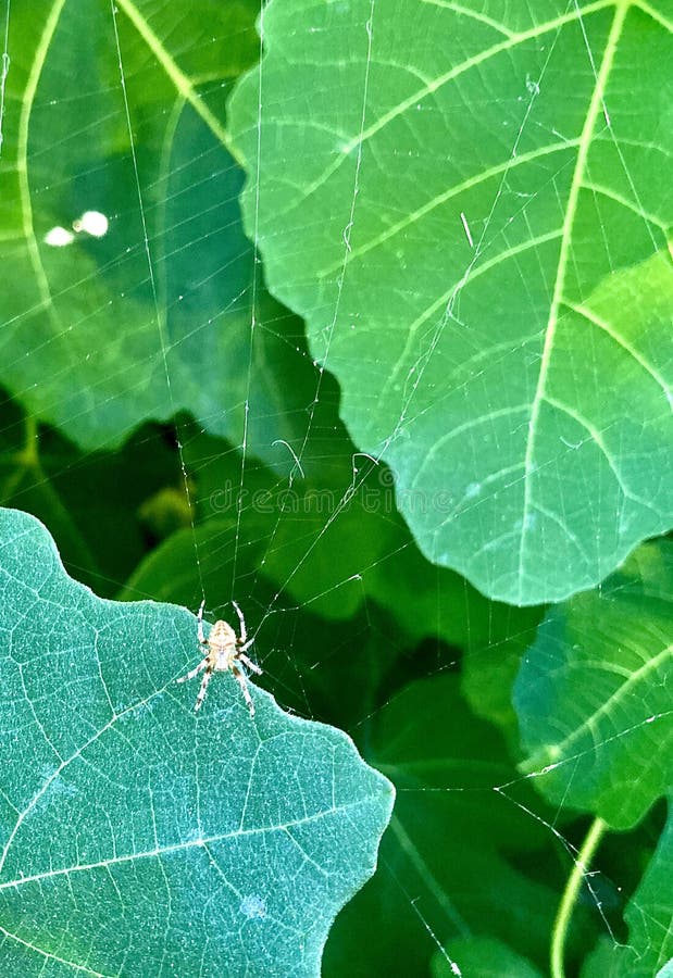 Little Garden Spider stock photo. Image of tree, spun - 186617464