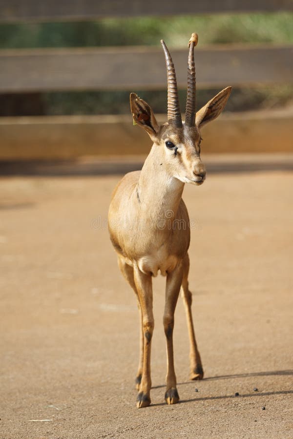 Antelope stock photo. Image of gazelle, antler, reserve - 100796536