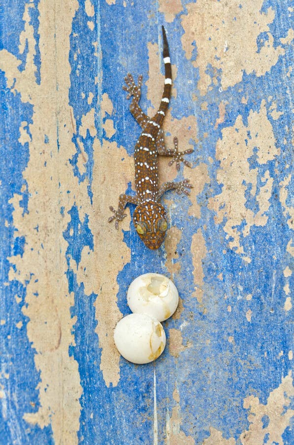 Little gecko stock image. Image of cling, gazing, glass - 31534971