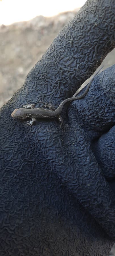 Geeko Stock Photos - Free & Royalty-Free Stock Photos from Dreamstime